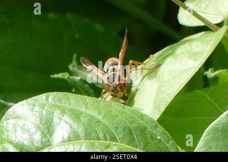 Paper Wasps (Polistinae), Insecta, Seventeen Mile Rocks QLD 4073 ...
