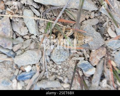 Black Cicadas (Maoricicada), Insecta, John Creek, New Zealand Stock ...