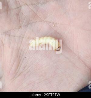 Longhorn Beetles (Cerambycidae), Insecta, 1756 Sofia, Bulgaria, Found ...