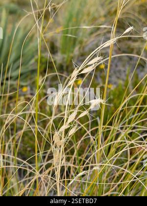 Narrow-leaved Snow Tussock (Chionochloa rigida), Plantae, Treble Cone ...