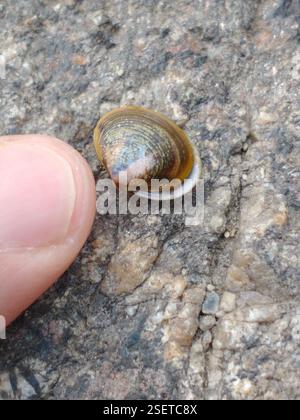 Purple-Nacre Clam (Corbicula largillierti), Mollusca, Calamuchita ...
