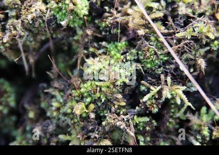 mosses (Bryophyta), Plantae, Amstetten District, Austria, Used to be a ...