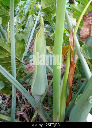 (Thaumatophyllum undulatum), Plantae, Paraguay Stock Photo - Alamy