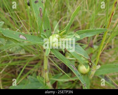 dicots (Magnoliopsida), Plantae, uMgungundlovu District Municipality ...
