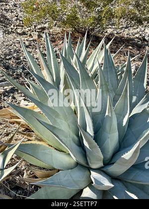 Flowering Century Plant (a/k/a Agave Americana) and beautiful red rock ...
