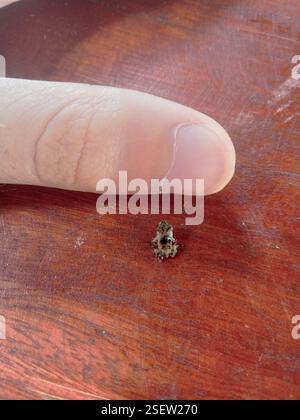 Beaked Toads (Rhinella), Amphibia, Belo Oriente, BR-MG, BR Stock Photo ...