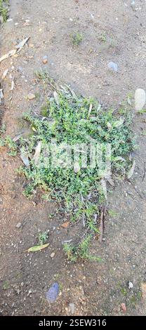saltbush subfamily (Chenopodioideae), Plantae, 22430 Tijuana, Baja ...