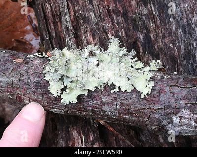 Ruffle Lichens (Parmotrema), Fungi, 6422 Swains Road Stock Photo - Alamy
