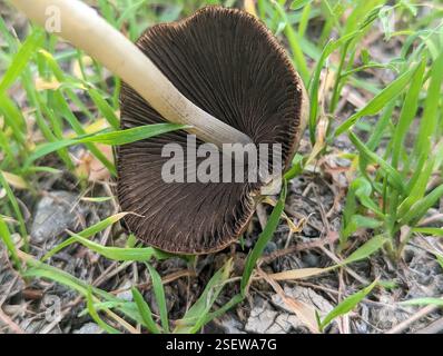 Tall Psathyrella (Psathyrella longipes), Fungi, Mountain View ...