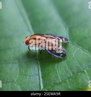 (Homoneura), Insecta, Lagoinha, Ubatuba - SP, 11680-000, Brasil Stock ...