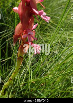 Satyr Orchids (Satyrium), Plantae, uMgungundlovu District Municipality ...