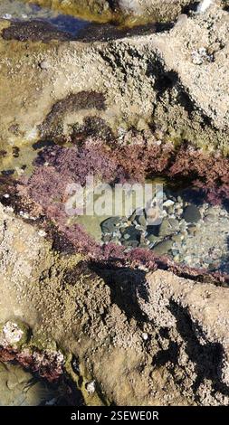 Red Coralline Algae (Jania), Plantae, Orange County, CA, USA Stock ...