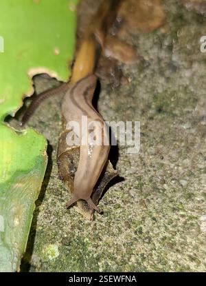 New Zealand slugs Stock Photo - Alamy