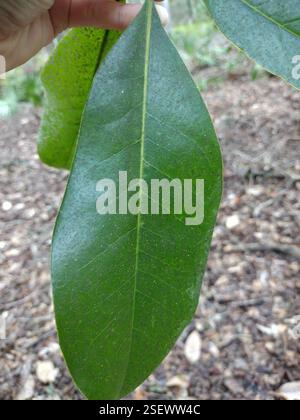 southern magnolia (Magnolia grandiflora), Plantae, Florida, US Stock ...