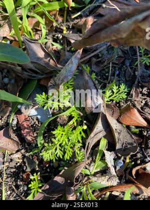Common Cotula (Cotula australis), Plantae, Los Angeles County, US-CA ...