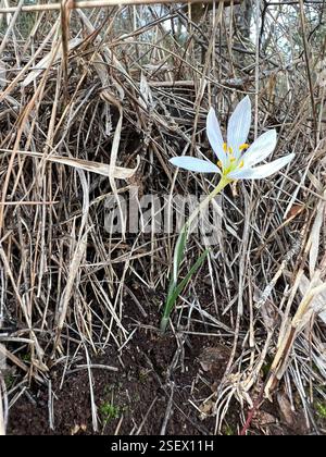 (Colchicum hungaricum), Plantae, Ljubuški, Federacija Bosne i ...