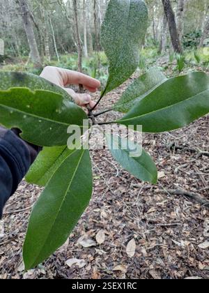 southern magnolia (Magnolia grandiflora), Plantae, Florida, US Stock ...