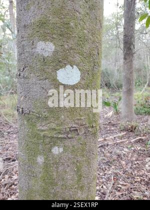 southern magnolia (Magnolia grandiflora), Plantae, Florida, US Stock ...