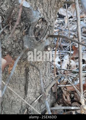 red oaks (Lobatae), Plantae, Red Oaks Mill, NY 12603, USA Stock Photo ...