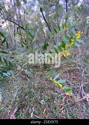 flat-stemmed wattle (Acacia complanata), Plantae, Blunder Creek Reserve ...