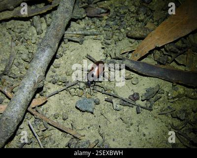 (Ecnolagria rufescens), Insecta, Hobart TAS, Australia Stock Photo - Alamy