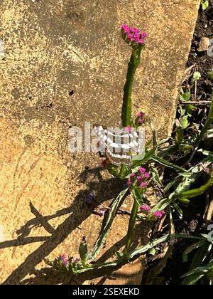 Common Sergeant (Athyma perius), Insecta, TW Stock Photo - Alamy