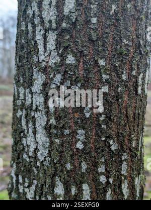 oaks (Quercus), Plantae, Vancouver, BC V6R 1B5, Canada Stock Photo - Alamy