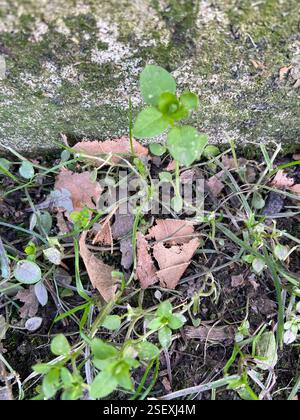 chickweeds (Stellaria), Plantae, Central Park at Playa Vista, Los ...