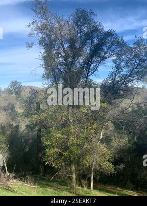Oracle Oak (Quercus × morehus), Plantae, Hidden Falls Regional Park ...