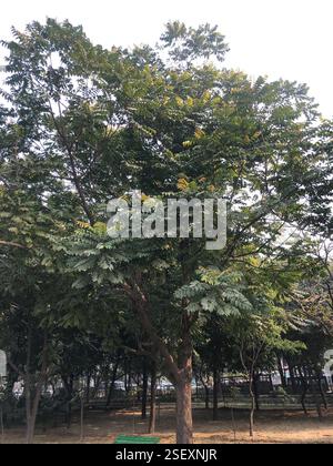 Chittagong Wood (Chukrasia tabularis) Plantae Stock Photo - Alamy