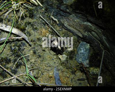 (Adelium abbreviatum), Insecta, Hobart TAS, Australia Stock Photo - Alamy