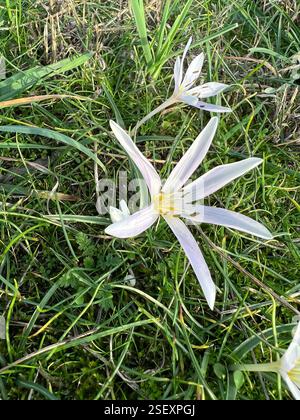 (Colchicum hungaricum), Plantae, M6, Stolac, Federacija Bosne i ...