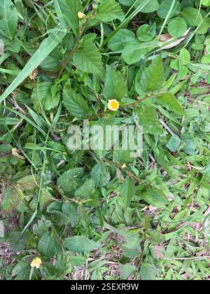 Common Fanpetals (Sida ulmifolia), Plantae, Saint Peter, MS Stock Photo ...