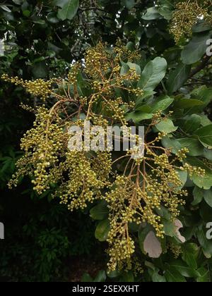 (Sapindus emarginatus) Plantae Stock Photo - Alamy