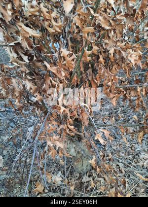 red oaks (Lobatae), Plantae, Red Oaks Mill, NY 12603, USA Stock Photo ...