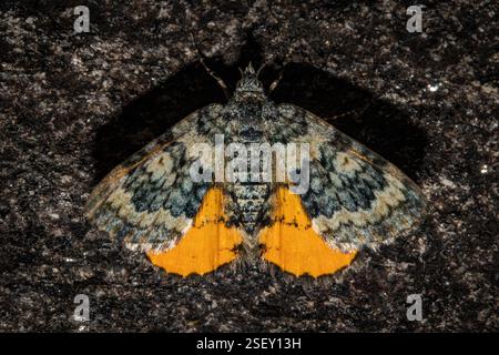 Creekbed Orange Underwing (Paranotoreas zopyra), Insecta, Southland ...