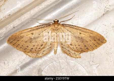 Orange Inanga Looper (Epiphryne charidema autocharis), Insecta ...