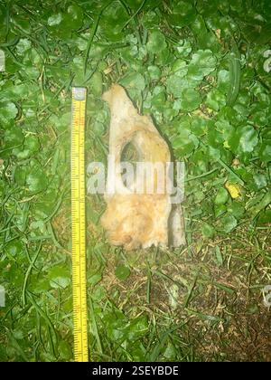 Ray-finned Fishes (Actinopterygii), Actinopterygii, Hollybrook Golf and ...