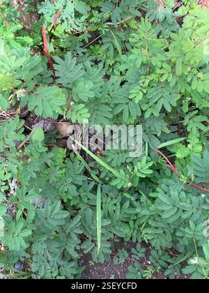 (Mimoseae), Plantae, Saint Anthon, MS Stock Photo - Alamy