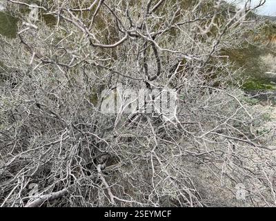 Bladderpod (Cleomella arborea), Plantae, Anza-Borrego Desert State Park ...