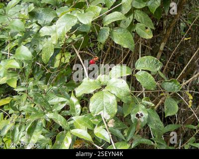 soapberry family (Sapindaceae), Plantae, Orange Walk District, Belize ...