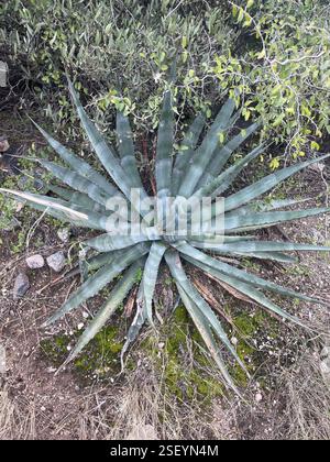 century plants (Agave), Plantae, Coronado National Forest, Tucson, AZ ...