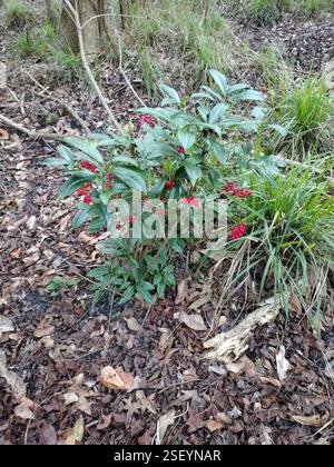 Coralberry (Ardisia crenata), Plantae, Florida, US Stock Photo - Alamy