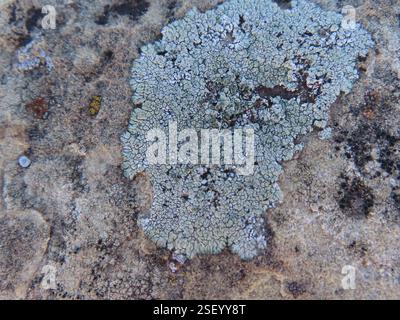 common lichens (Lecanoromycetes), Fungi, Wind Cave National Park ...