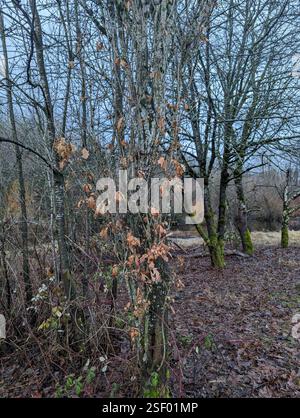 oaks (Quercus), Plantae, Vancouver, BC V6R 1B5, Canada Stock Photo - Alamy