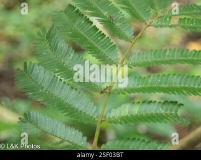 bullhorn acacia (Vachellia cornigera) Plantae Stock Photo - Alamy