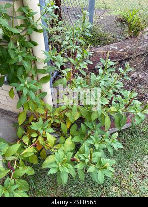 Inkweed (Phytolacca octandra), Plantae, Belmont State School, Carindale ...