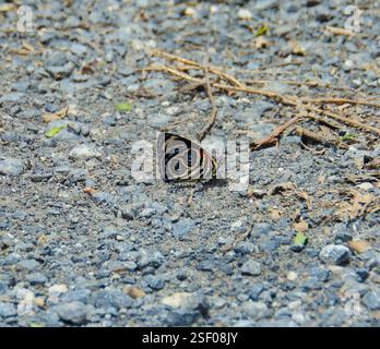 Godart's numberwing (Catagramma pygas) Insecta Stock Photo - Alamy