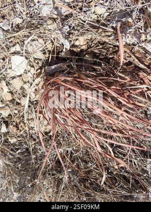 plants (Plantae), Plantae, Wind Cave National Park, Custer, South ...