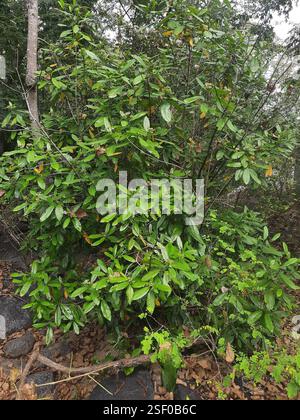 Asiatic tarenna (Tarenna asiatica), Plantae, Pakkamalai R.F Stock Photo ...